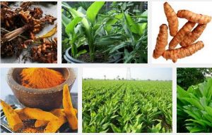 Turmeric Production Guide