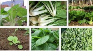 Pechay Production Guide- How To Grow Pechay