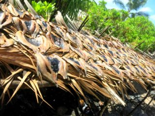 Sun-dried Milkfish (Milkfish Processing Technology)
