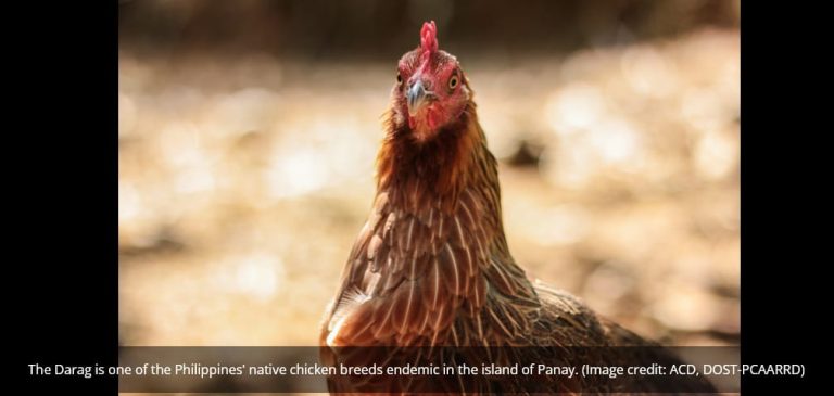 Reviving Tradition Through Science: The Journey Of The Darag Native ...