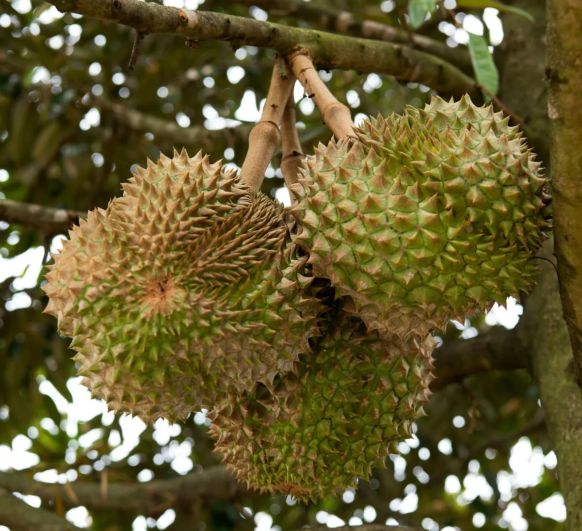 Durian Farming: Guide To High-Yield, Profitable Production