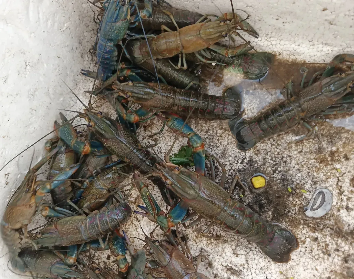 Crayfish Farming In The Philippines Made Easy